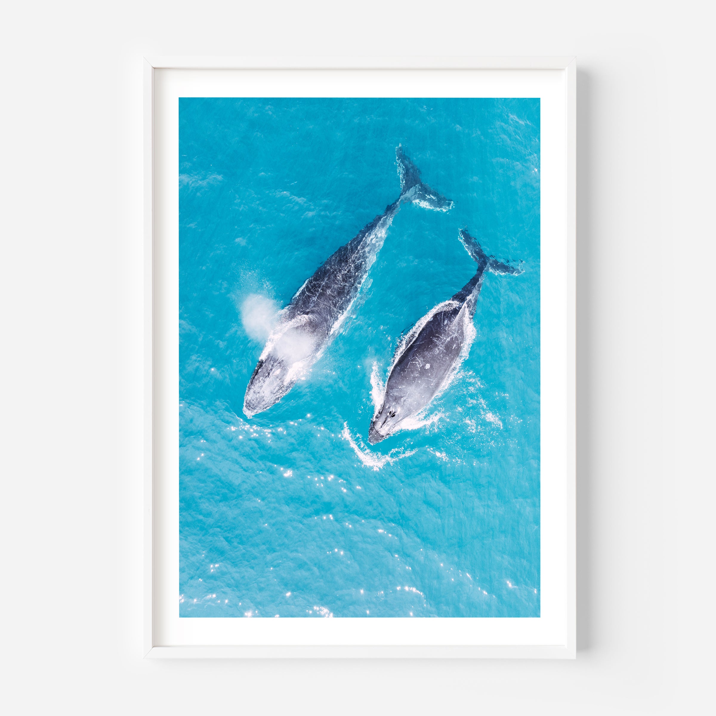 Point Lookout, Stradbroke Island – Humpback Whales Coastal Print ...