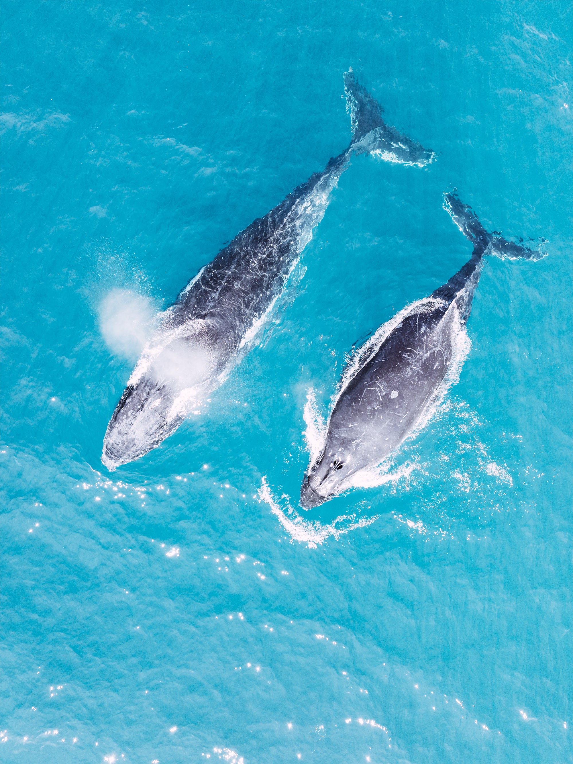 Point Lookout, Stradbroke Island – Humpback Whales Coastal Print ...