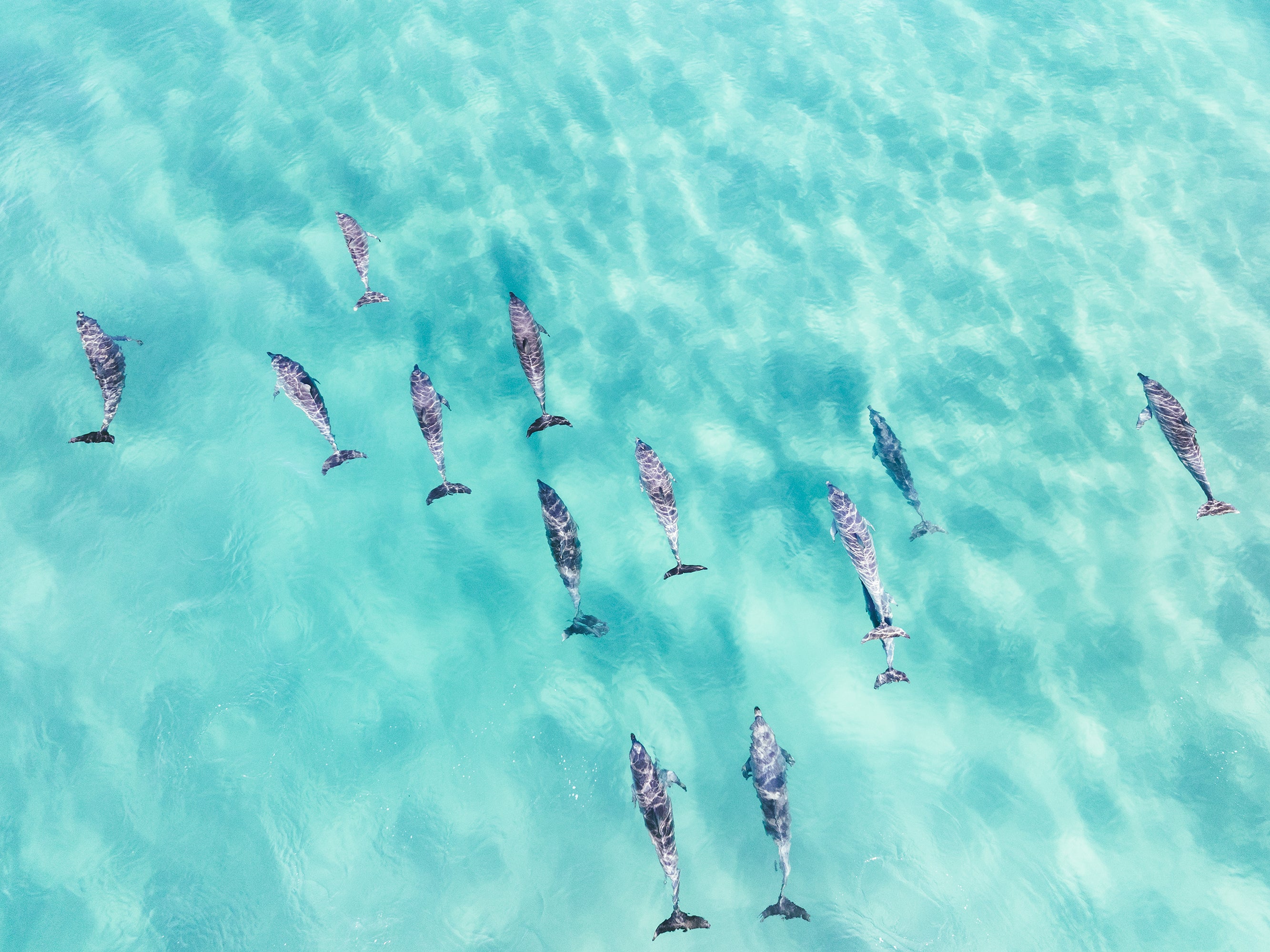 Stradbroke Island, Queensland – Dolphin Pod Coastal Art Print – fourbyfiver